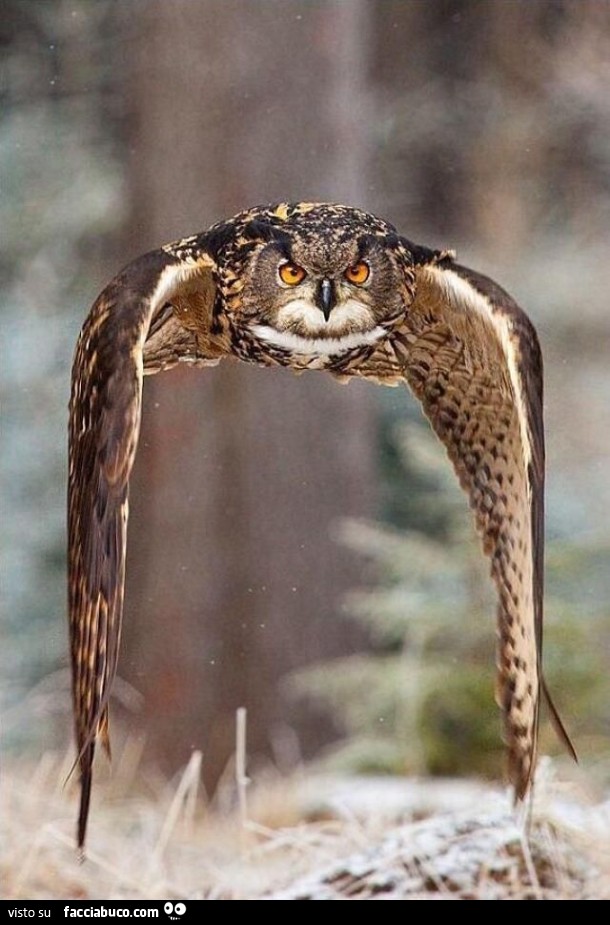 Buongiorno Bestioline... ? Anche se le ali sono un po' basse ci si ...