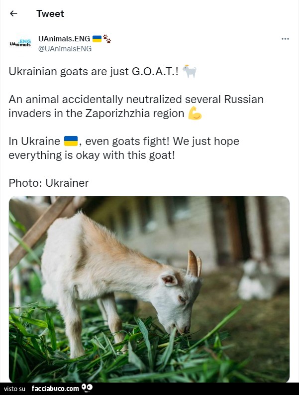 La capra - Facciabuco.com