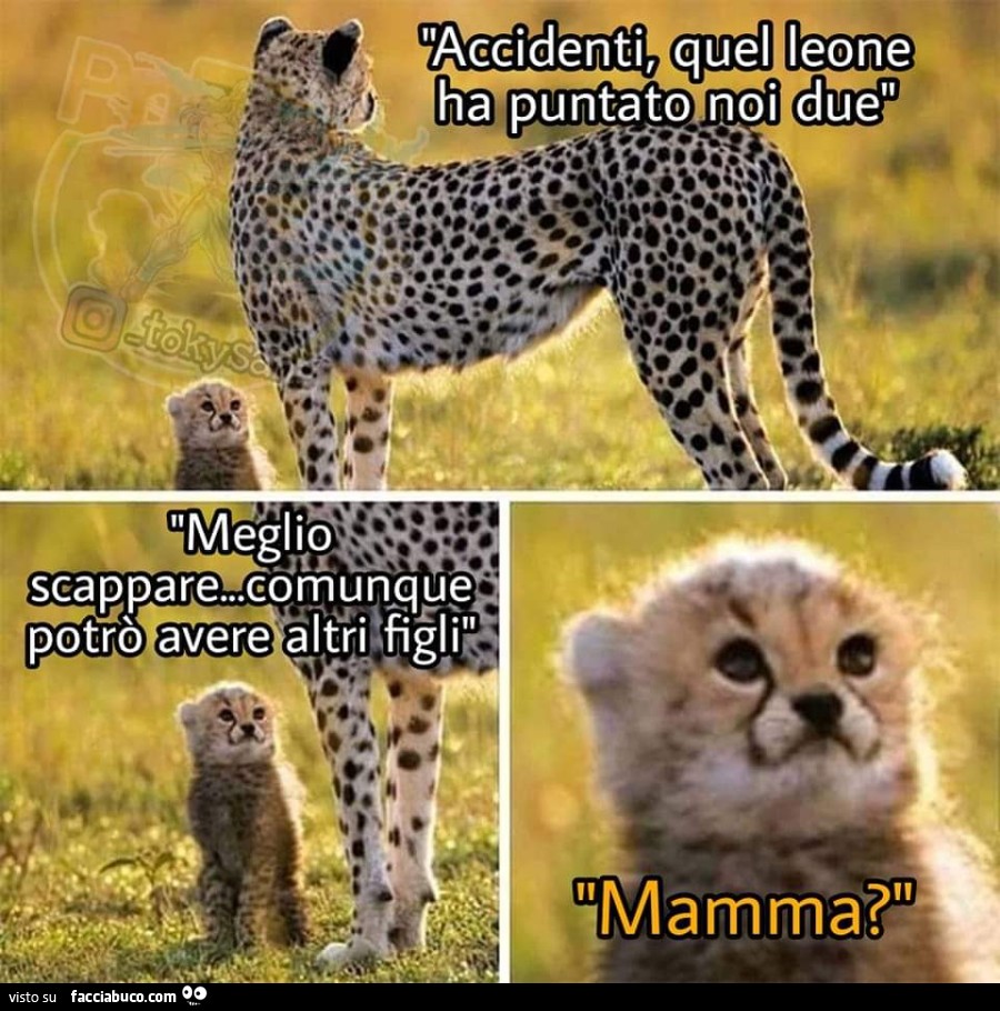 Tutti i meme sui Ghepardi - Facciabuco.com